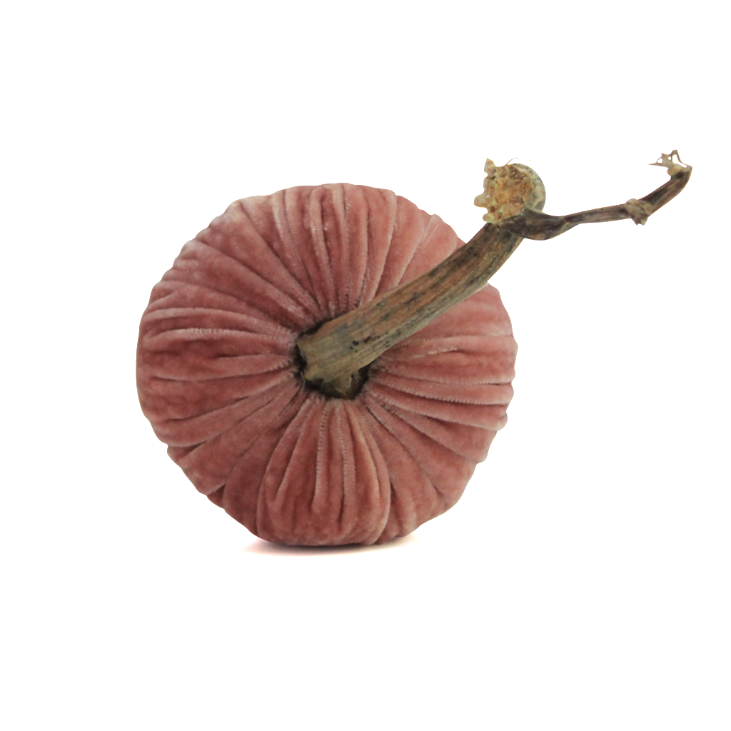 Blush Velvet Pumpkin – Pink Antlers